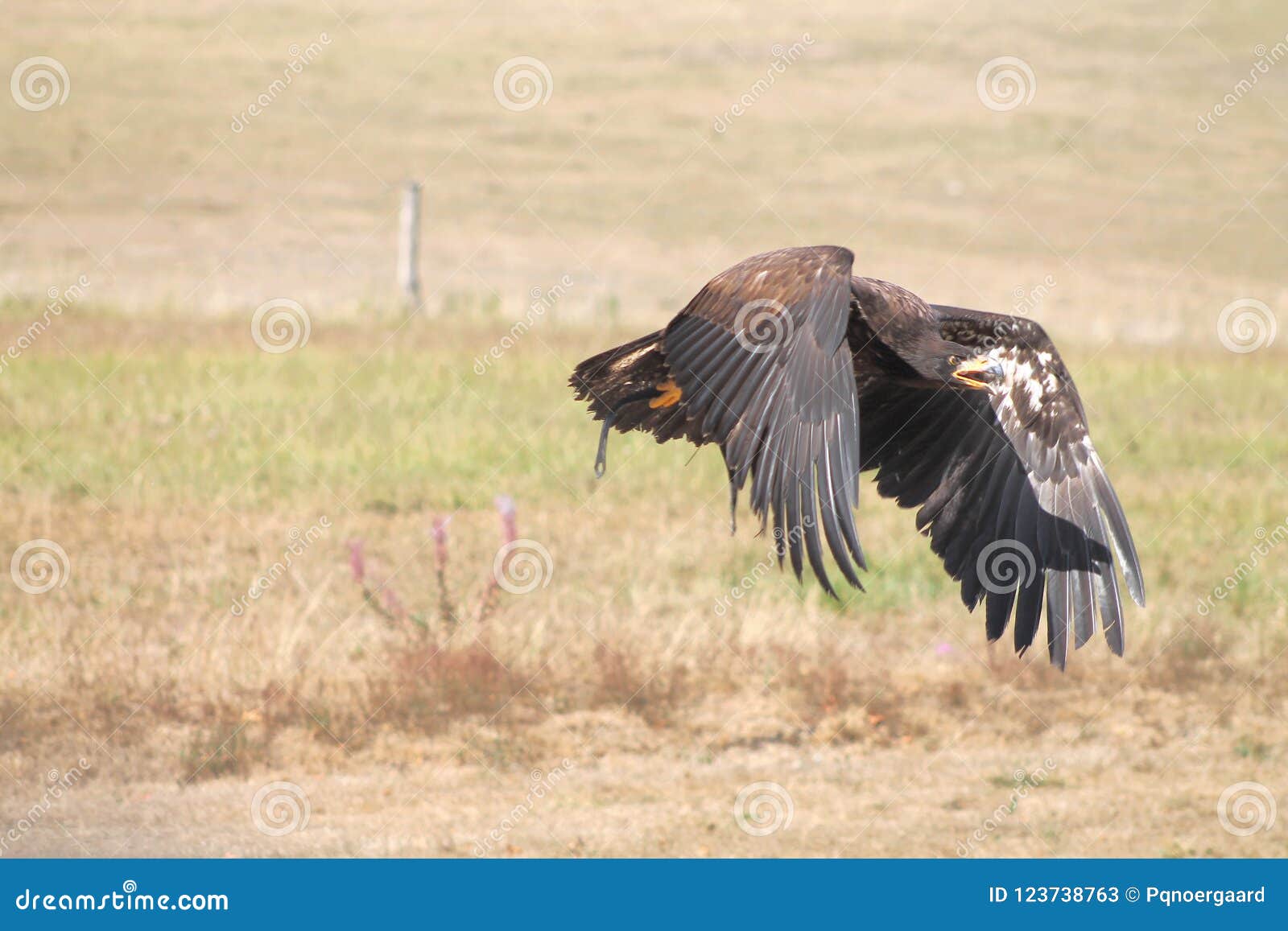 Eagle Flying Across the Dry Field Stock Image - Image of trained ...