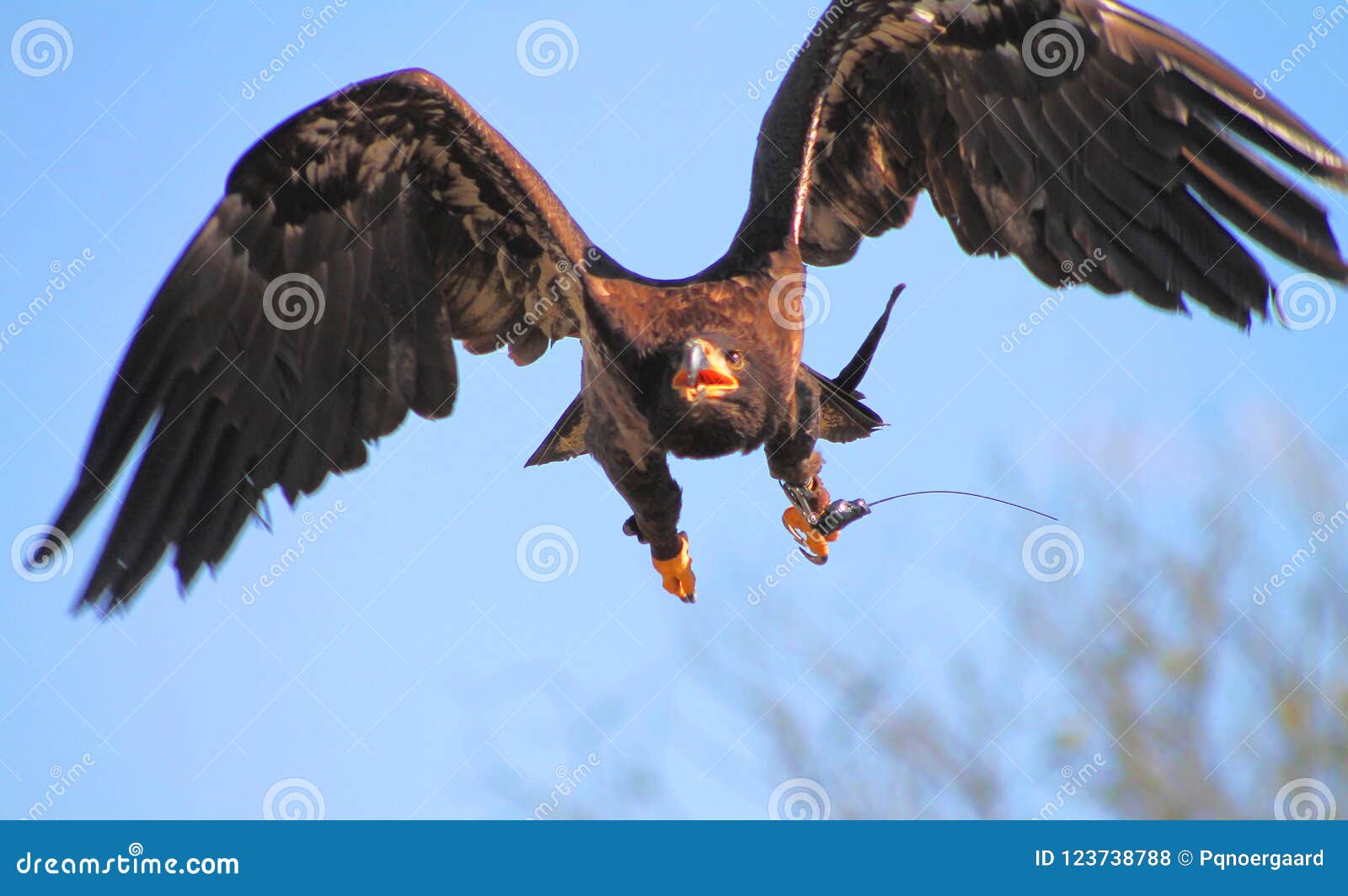Eagle flying in the air stock photo. Image of training - 123738788