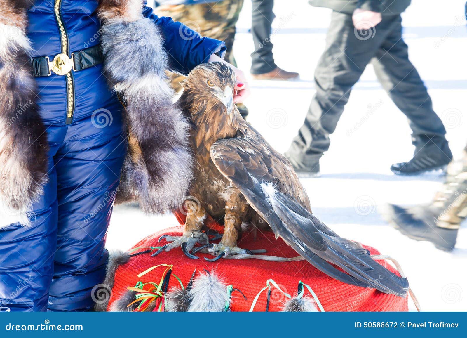 Trained Eagle Sitting on Furs. in the Background Stock Photo - Image of ...