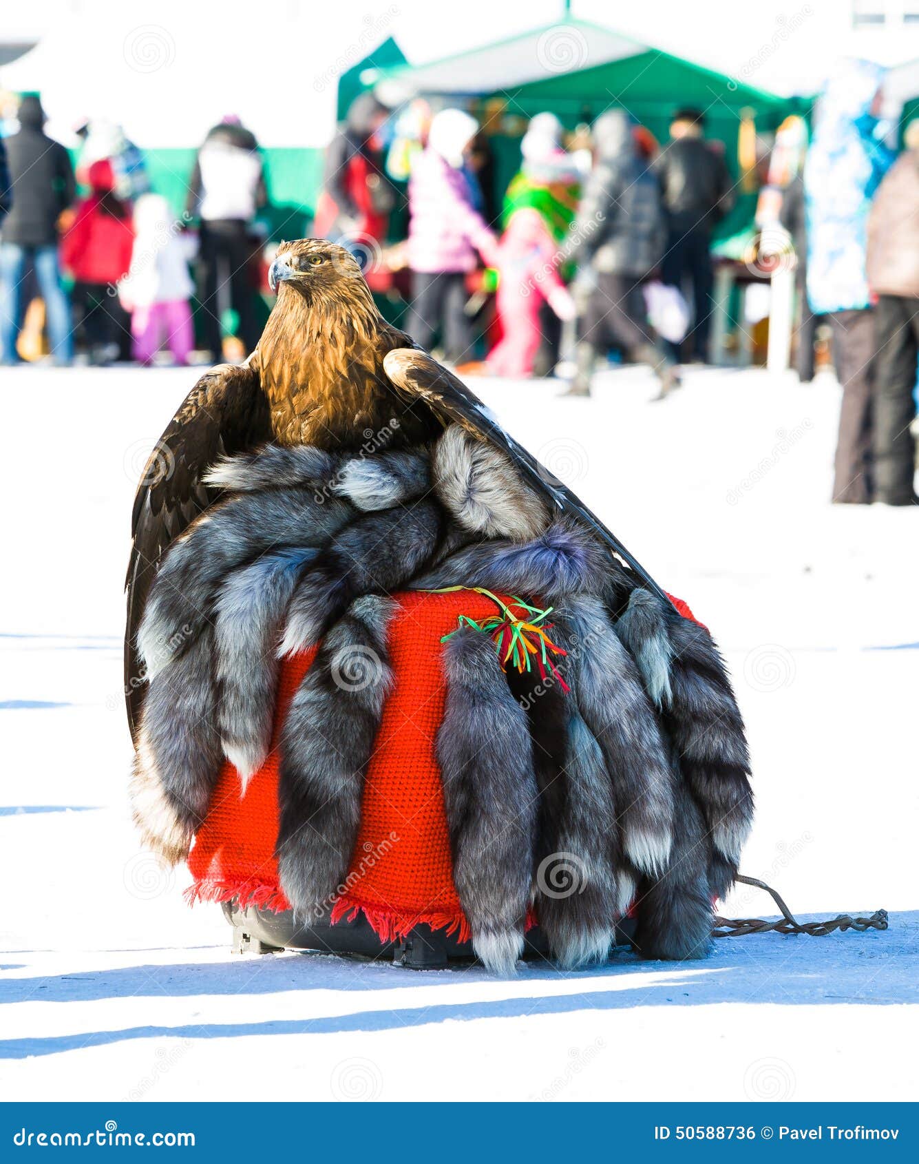 Trained Eagle Sitting on Furs. in the Background Stock Photo - Image of ...