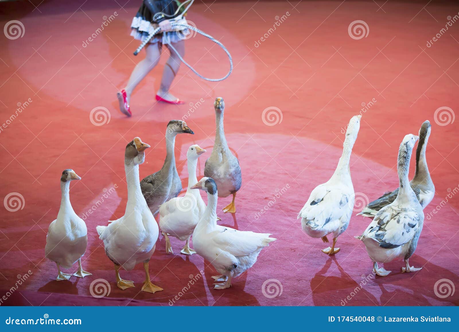 Trained geese stock photo. Image of farm, petting, circus - 174540048