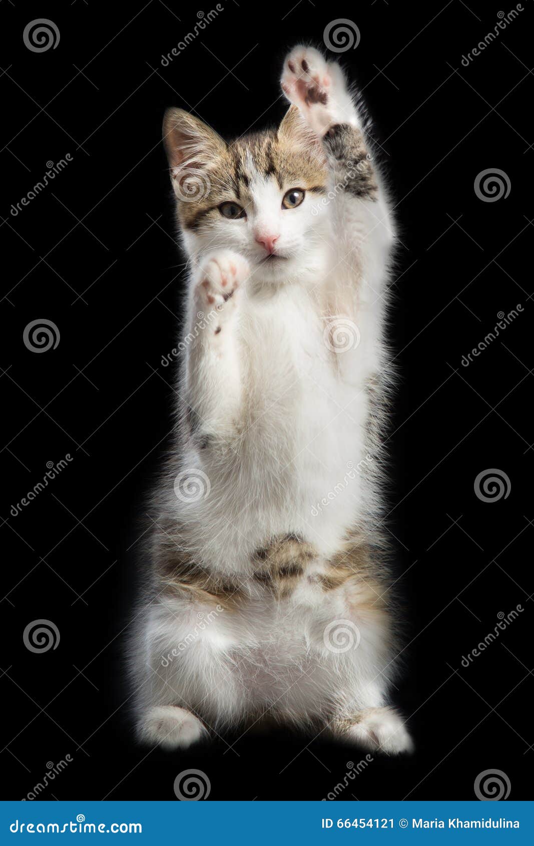 Trained Kitten Stands On Two Paws Stock Image - Image of hand, curious ...