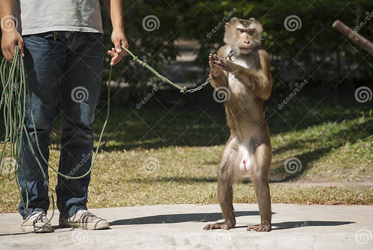 Trained monkey stock photo. Image of nature, show, tropical - 30620364