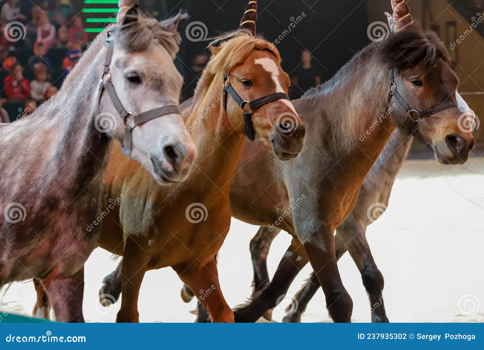 Trained Ponies with a Circus Number Editorial Photography - Image of ...