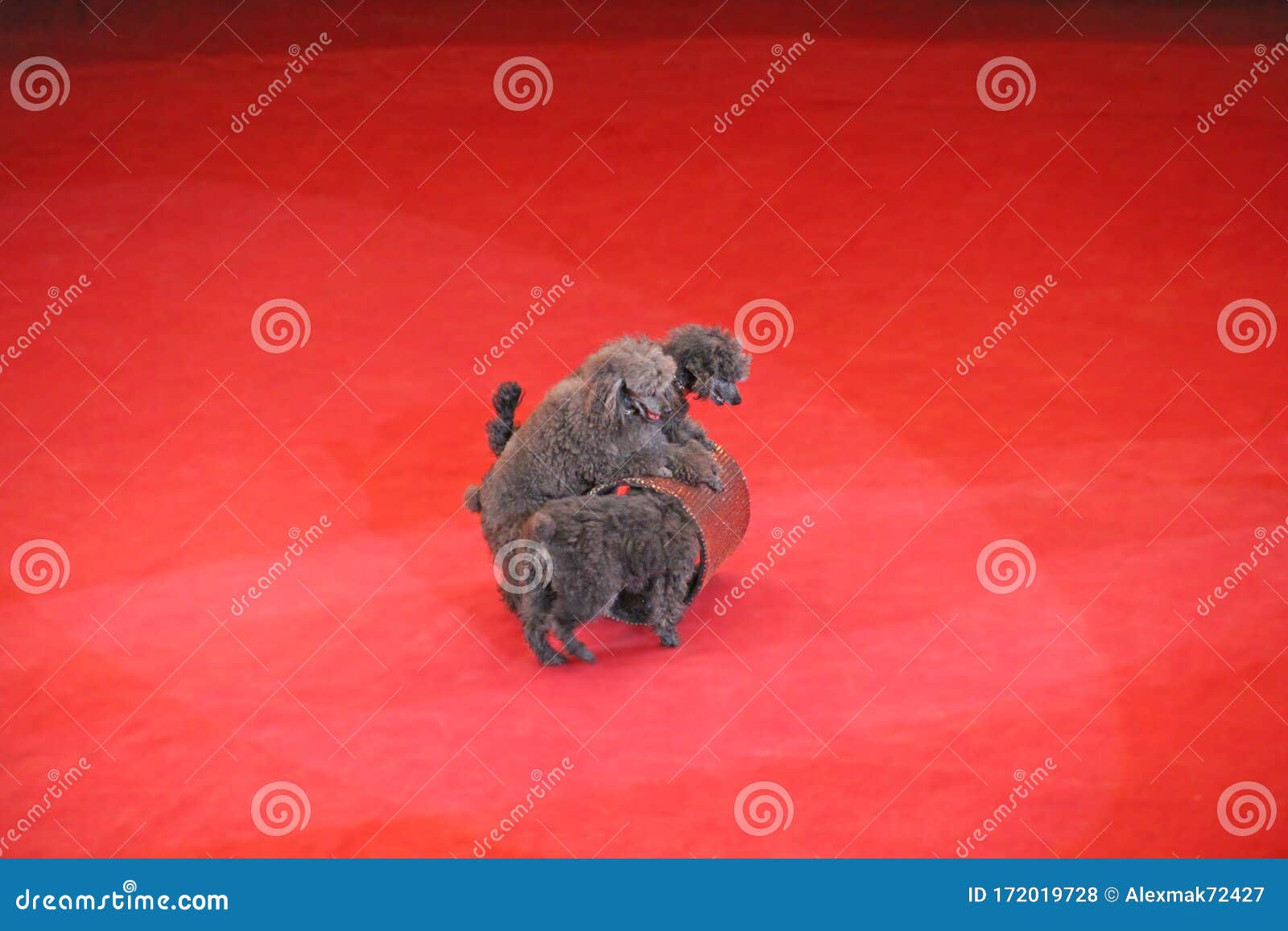 Trained Poodles Performing in Circus Arena. Amusing Dogs Stock Photo ...