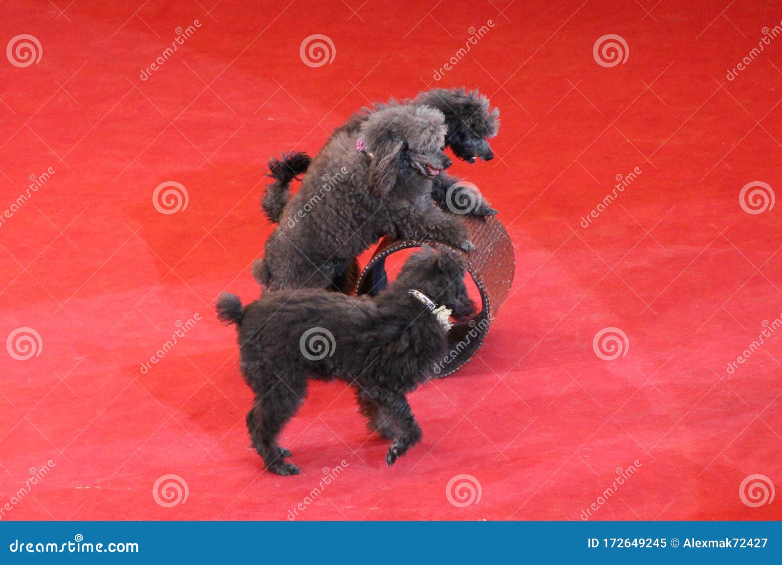 Trained Poodles Performing in Circus Arena. Amusing Dogs Stock Image ...