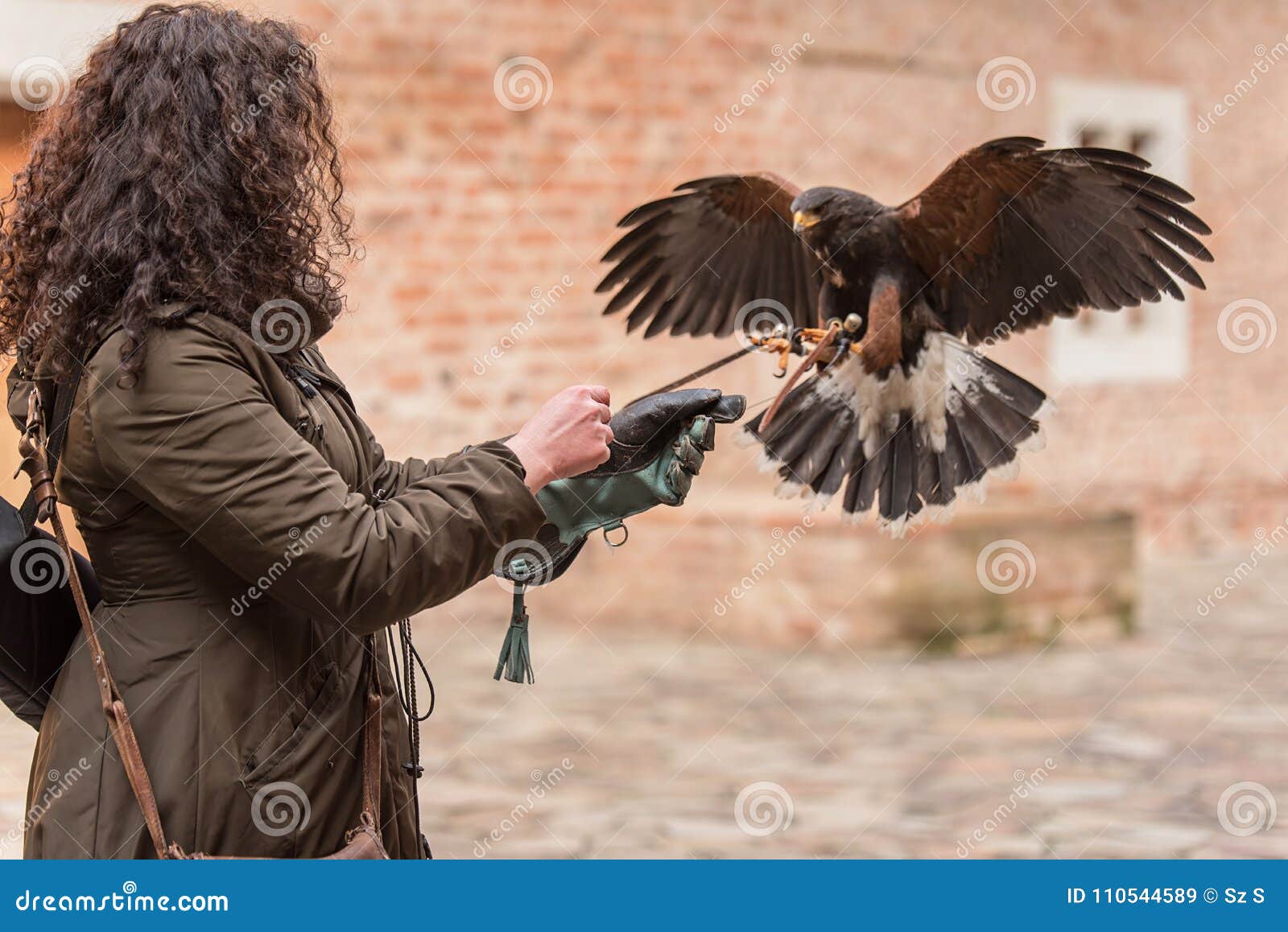 Trained red winged buzzard stock image. Image of hunter - 110544589