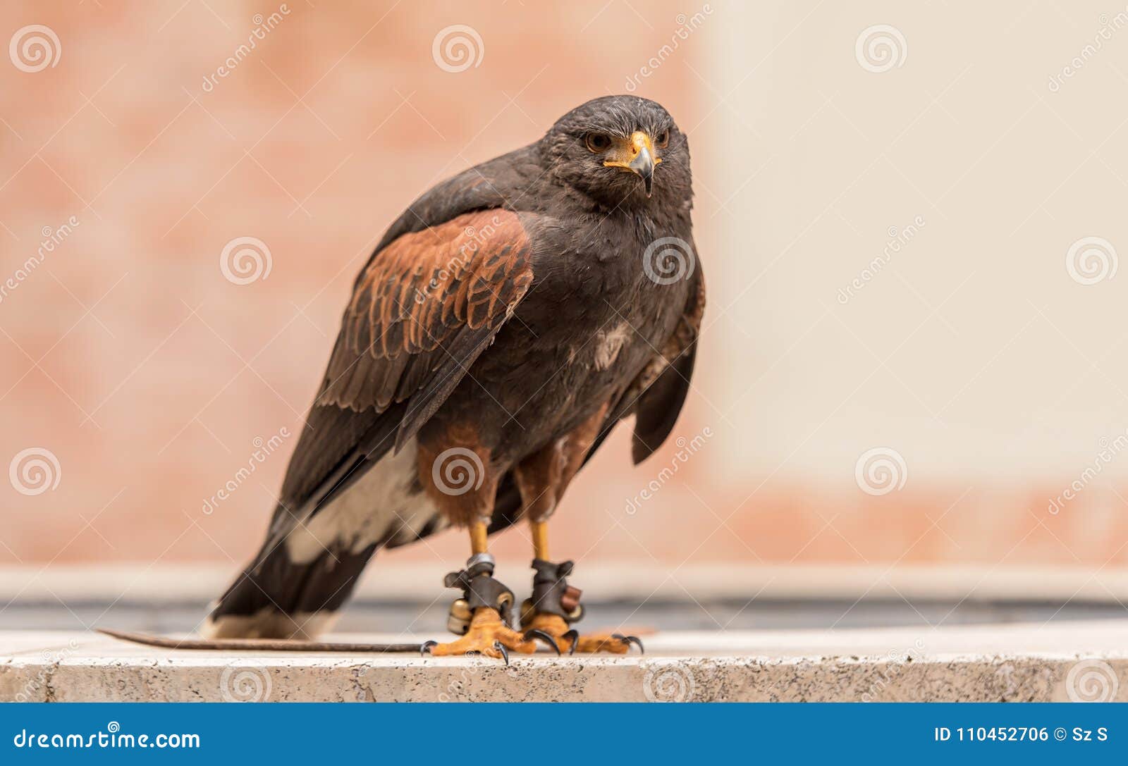Trained red winged buzzard stock photo. Image of countryside - 110452706