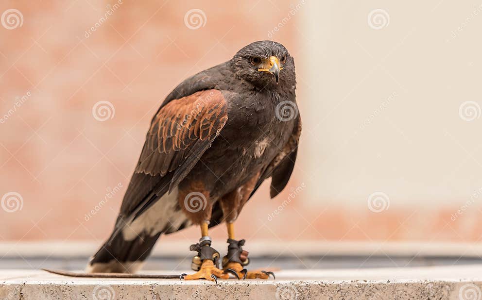 Trained red winged buzzard stock photo. Image of countryside - 110452706