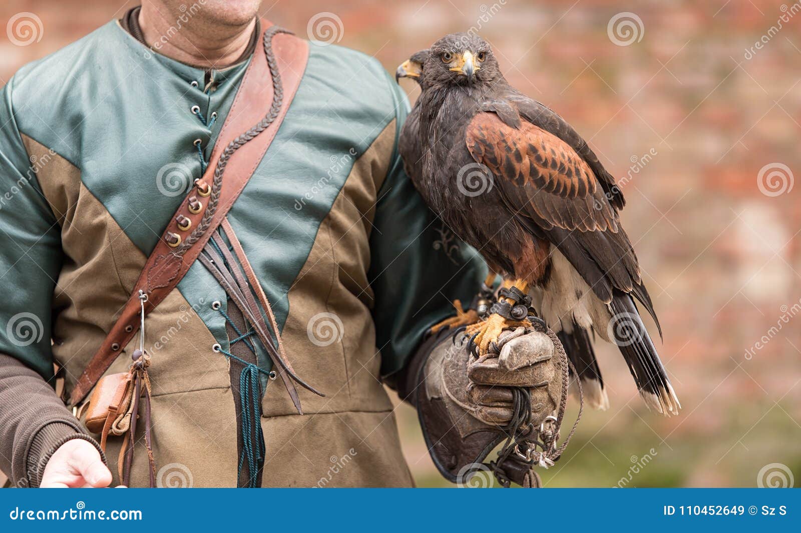 Trained red winged buzzard stock image. Image of qualified - 110452649