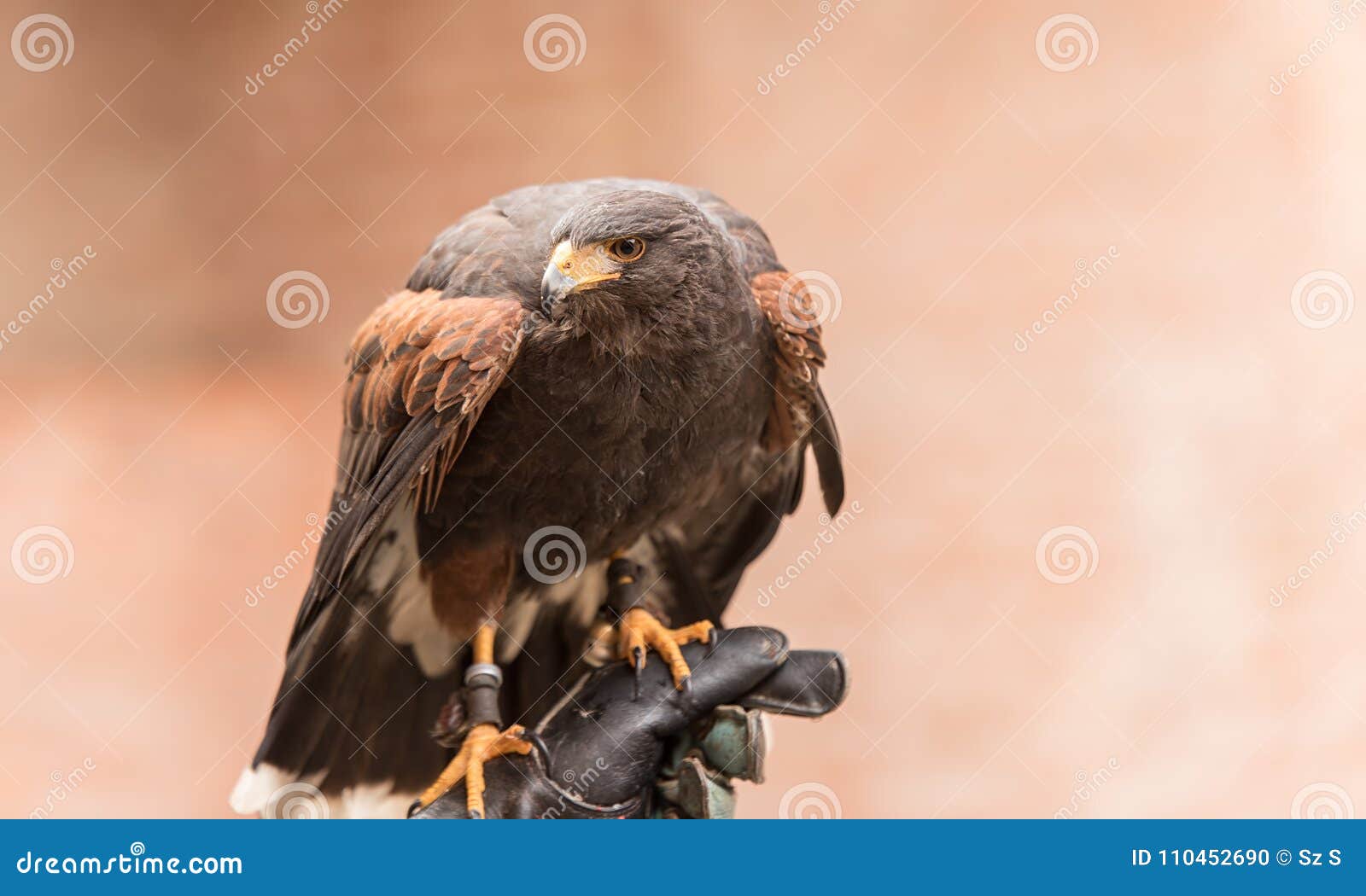Trained red winged buzzard stock photo. Image of prey - 110452690