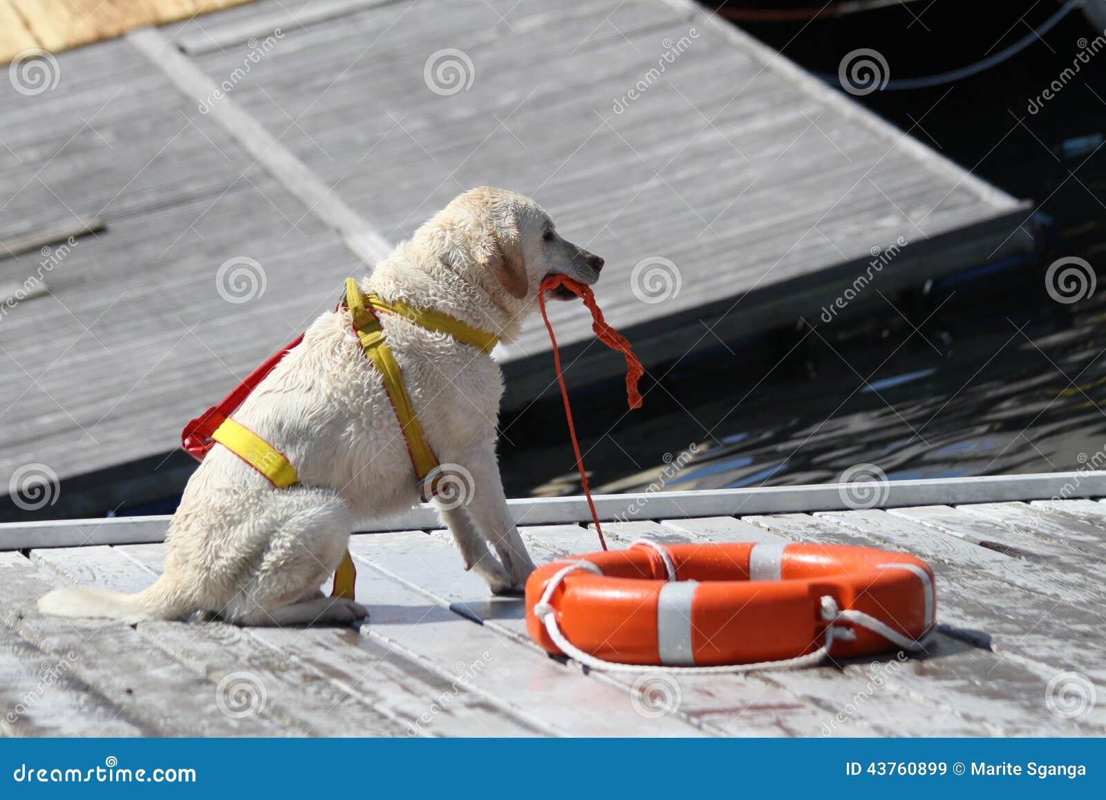 Trained rescue dogs stock image. Image of trainers, practice - 43760899
