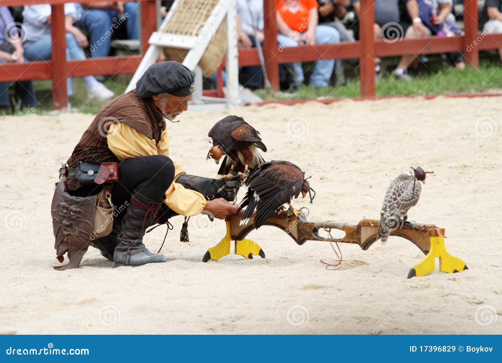 Trainer Demonstrates Hawks Abilitiesenai Editorial Stock Image - Image ...