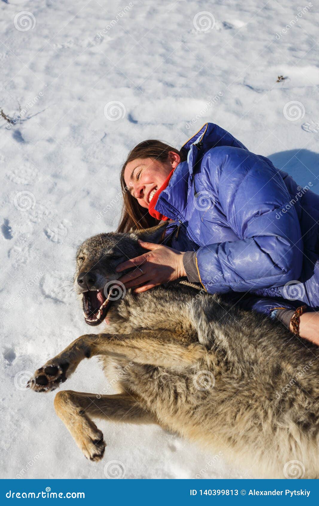 The Trainer and the Gray Wolf Together Lie on the Snow in the Field ...