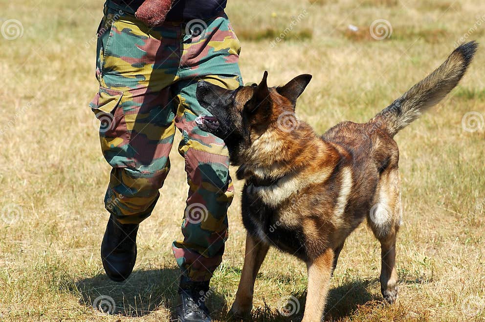 Trainer and his dog. stock photo. Image of fidelity, male - 1162118