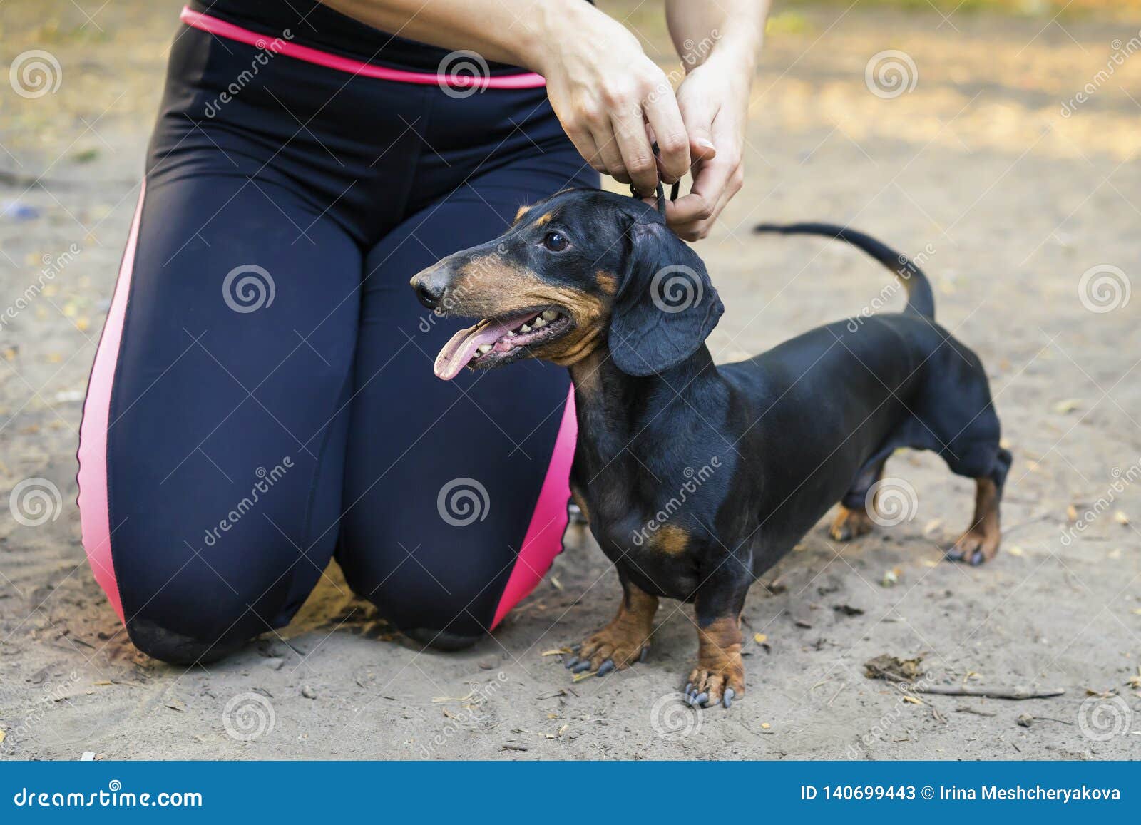 Trainer Instructs the Team To Stand Dachshund. Training and Agility ...