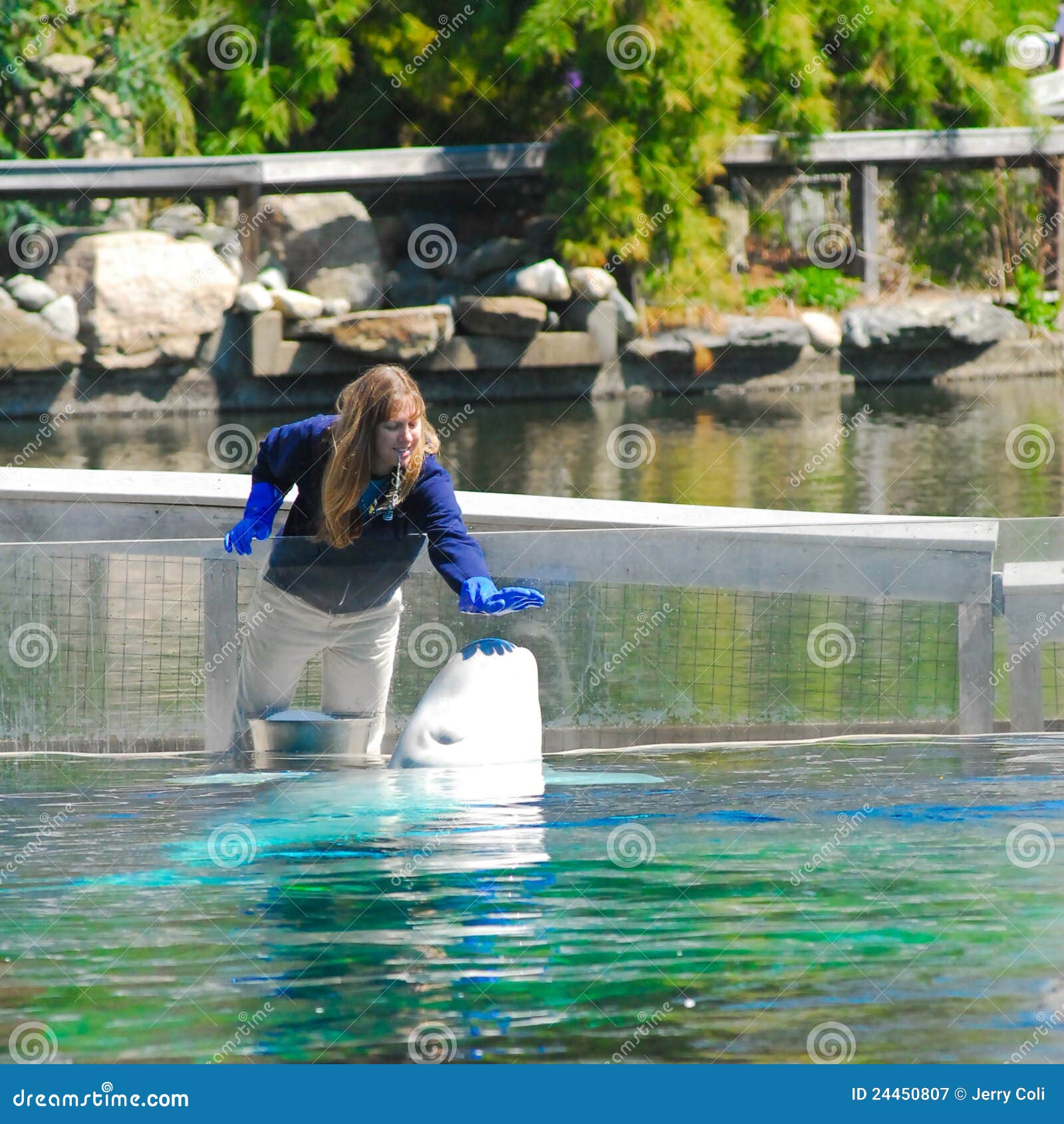 Trainer Pets a Beluga Whale Editorial Photography - Image of ...