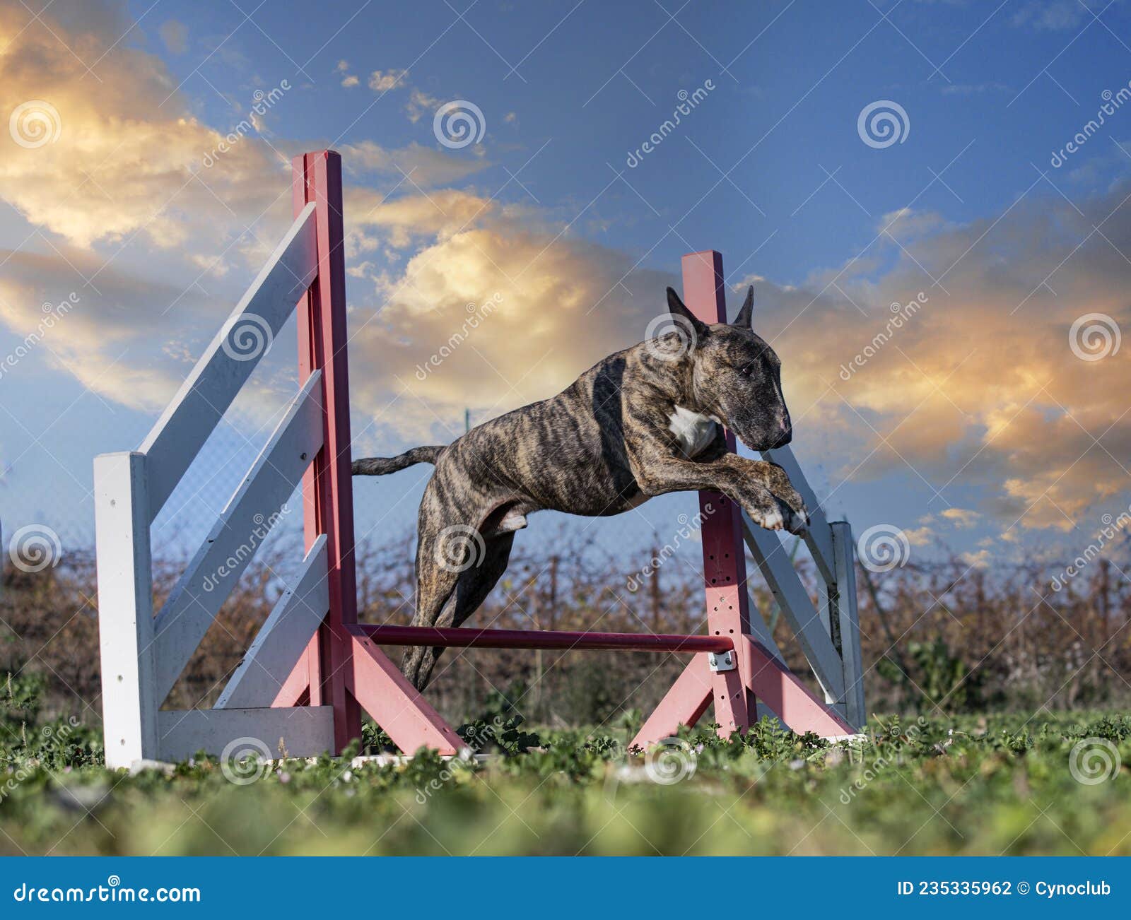 Training of agility stock photo. Image of sunshine, bull - 235335962