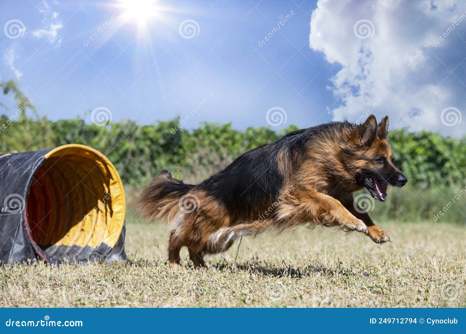Training of agility stock photo. Image of guard, nature - 249712794