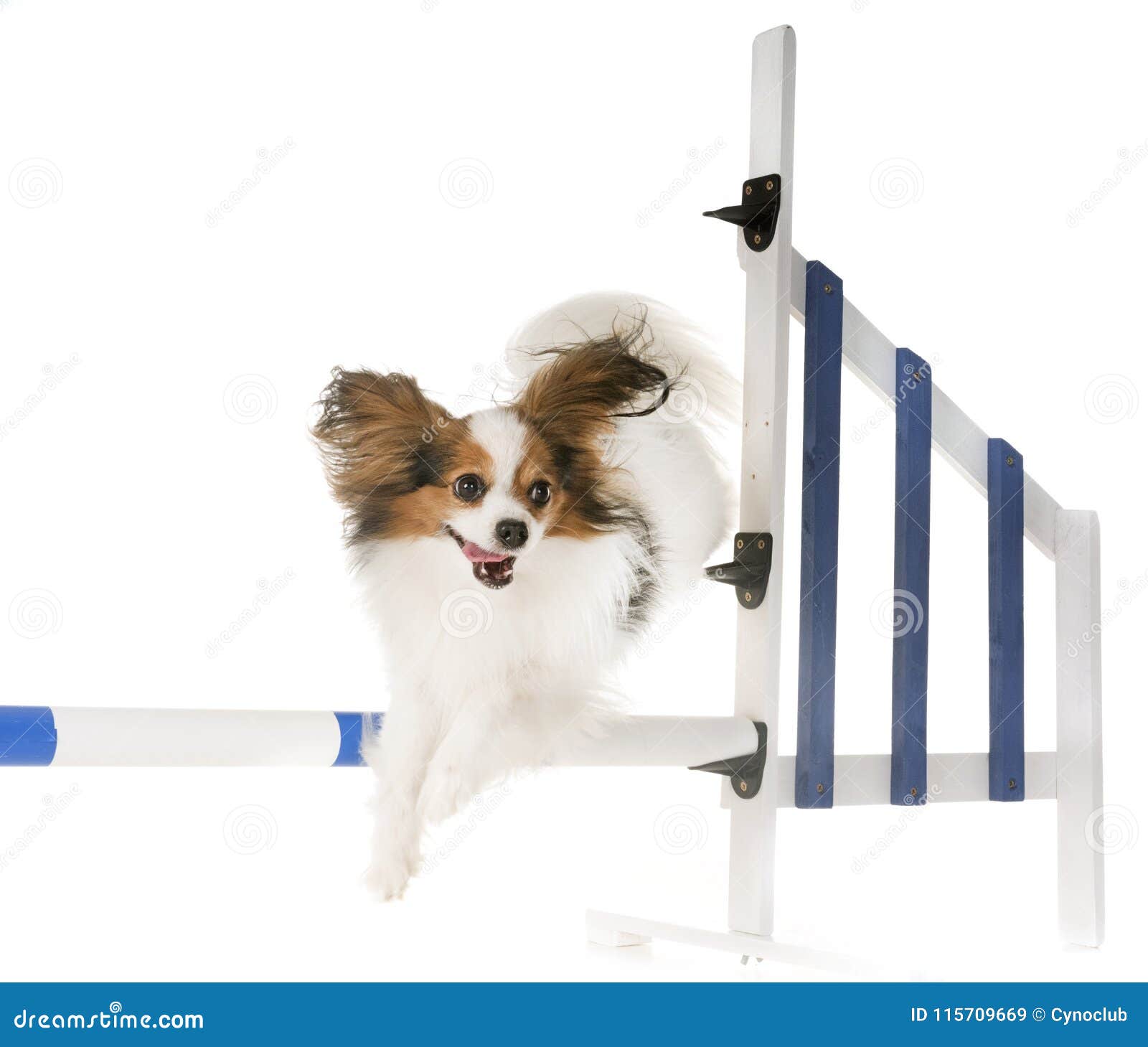 Training of agility stock image. Image of movement, papillon - 115709669