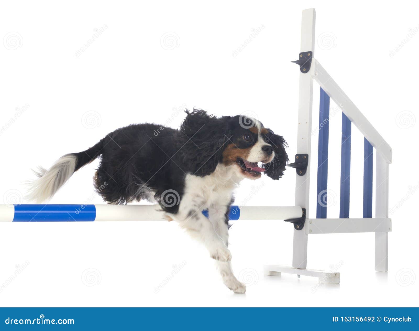 Training of agility stock photo. Image of background - 163156492