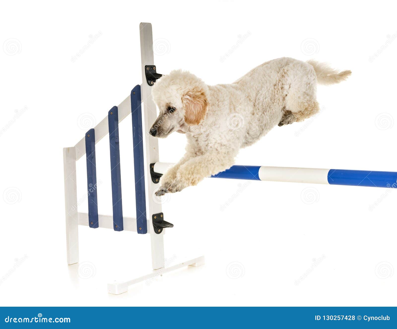 Training of agility stock photo. Image of sport, white - 130257428