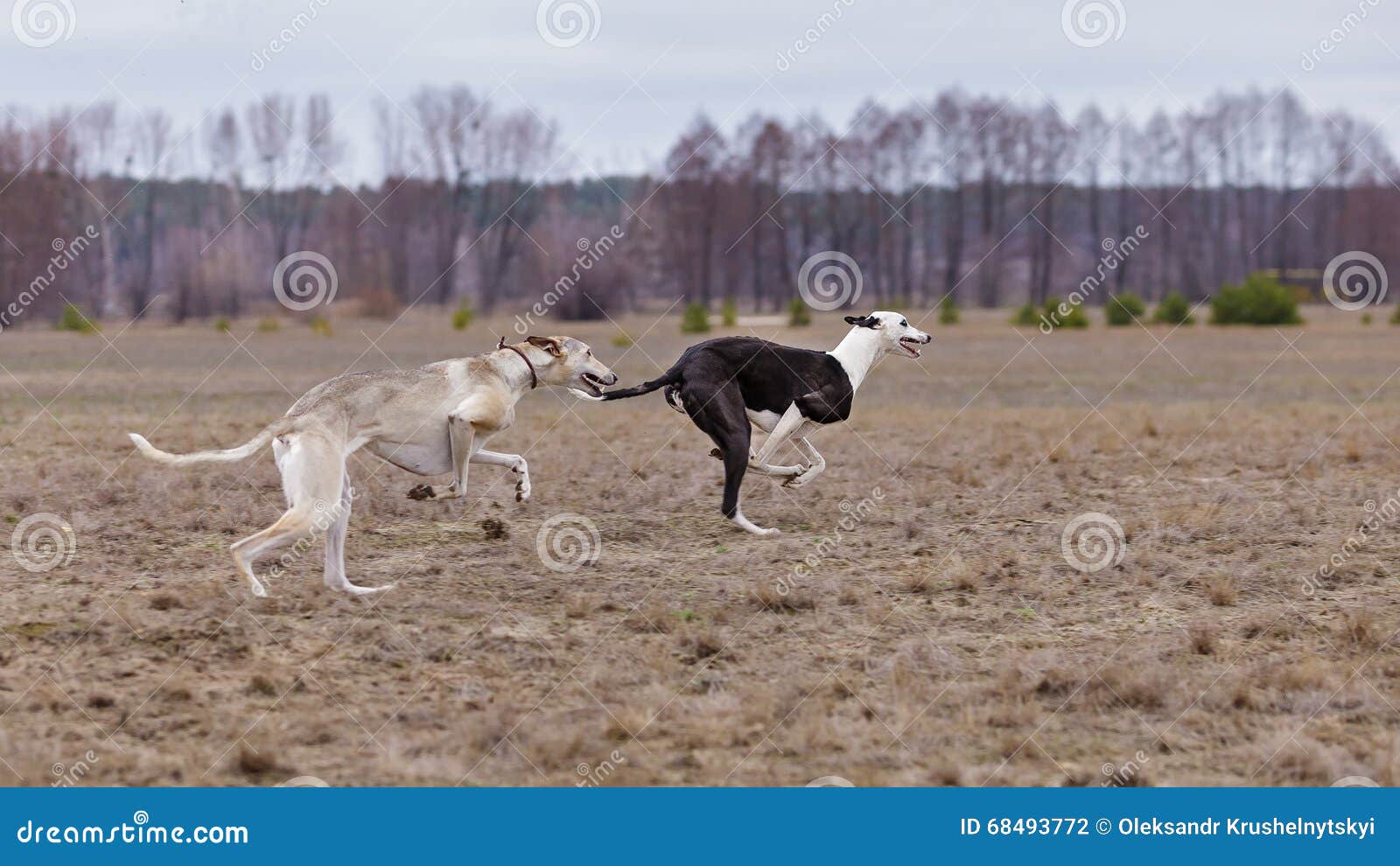 Training for Coursing. Greyhound Race and Russian Hort Stock Photo ...