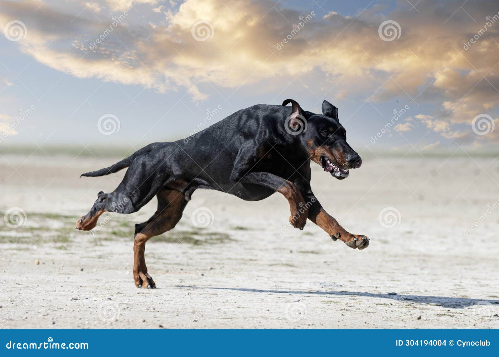 Training of Dobermann Pinscher Stock Photo - Image of running, purebred ...