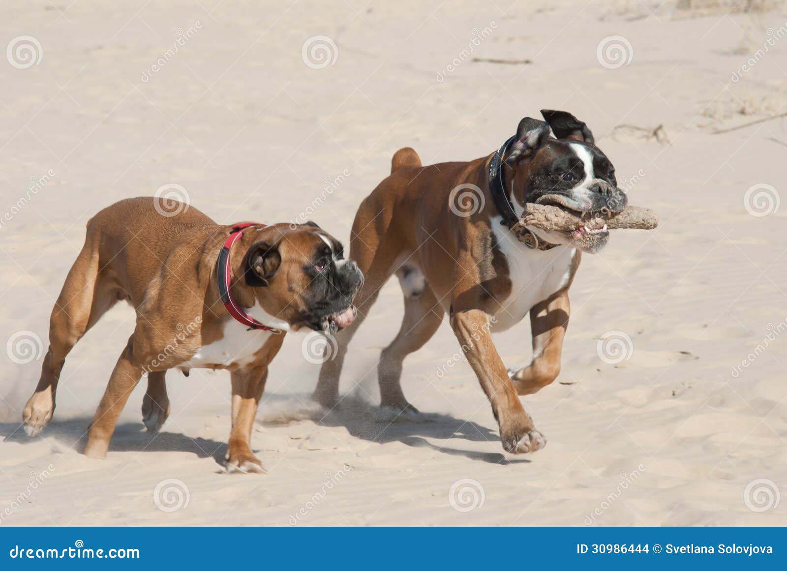 Training for dogs stock photo. Image of couple, friendly - 30986444