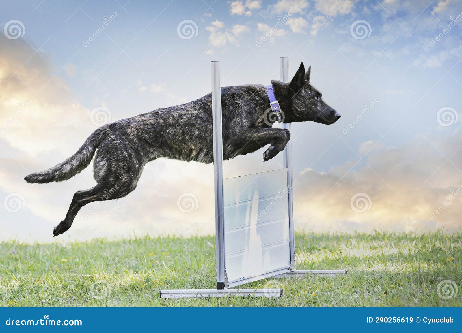 Training of Dutch Shepherd stock image. Image of trainer - 290256619