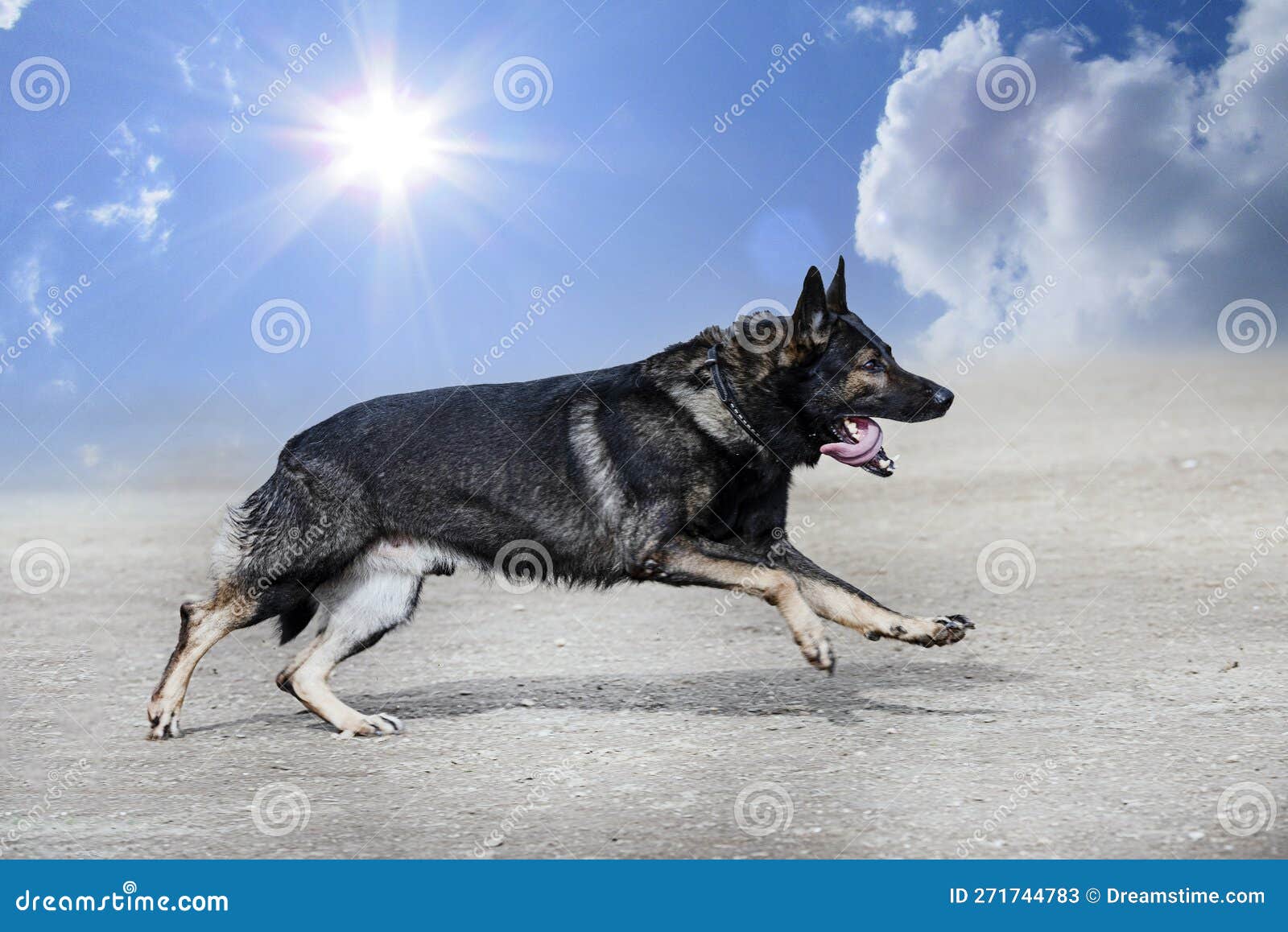 Training of German Shepherd Stock Image - Image of young, sunshine ...