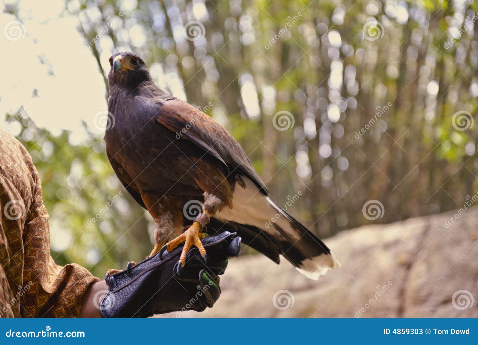 Training a Hawk stock image. Image of sitting, glove, hawk - 4859303