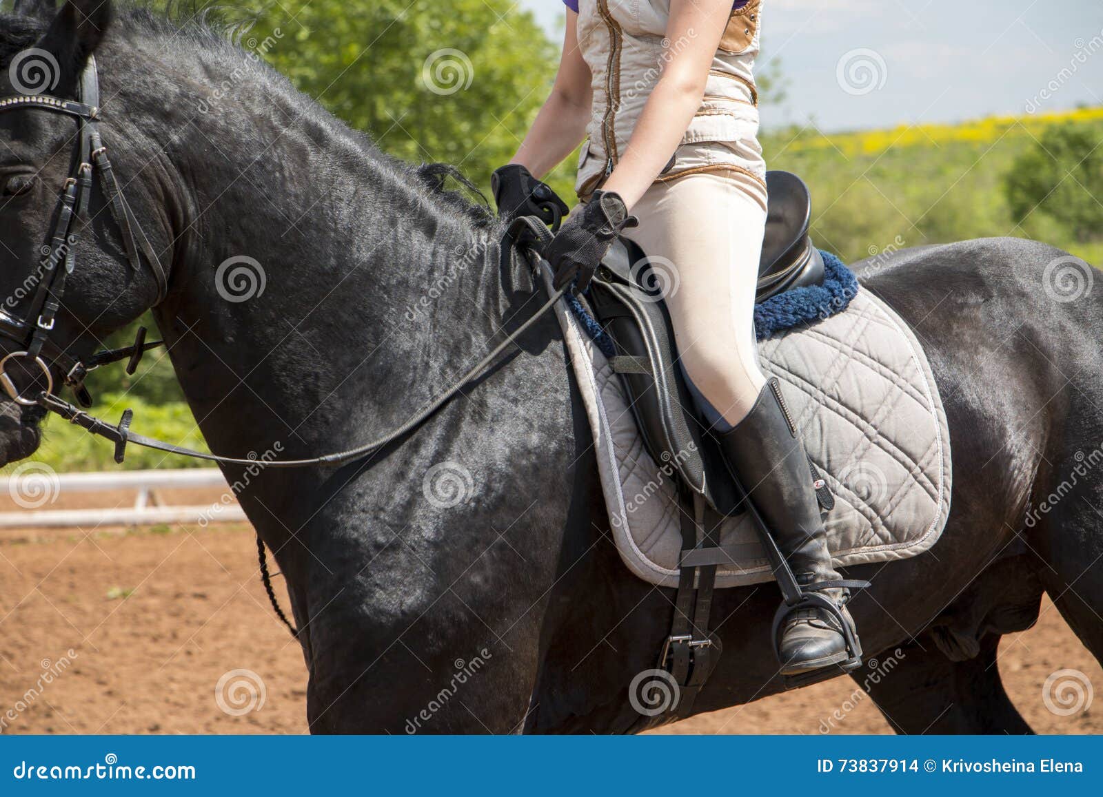 Training of a Horse on the Practice Field in a Day Stock Photo - Image ...