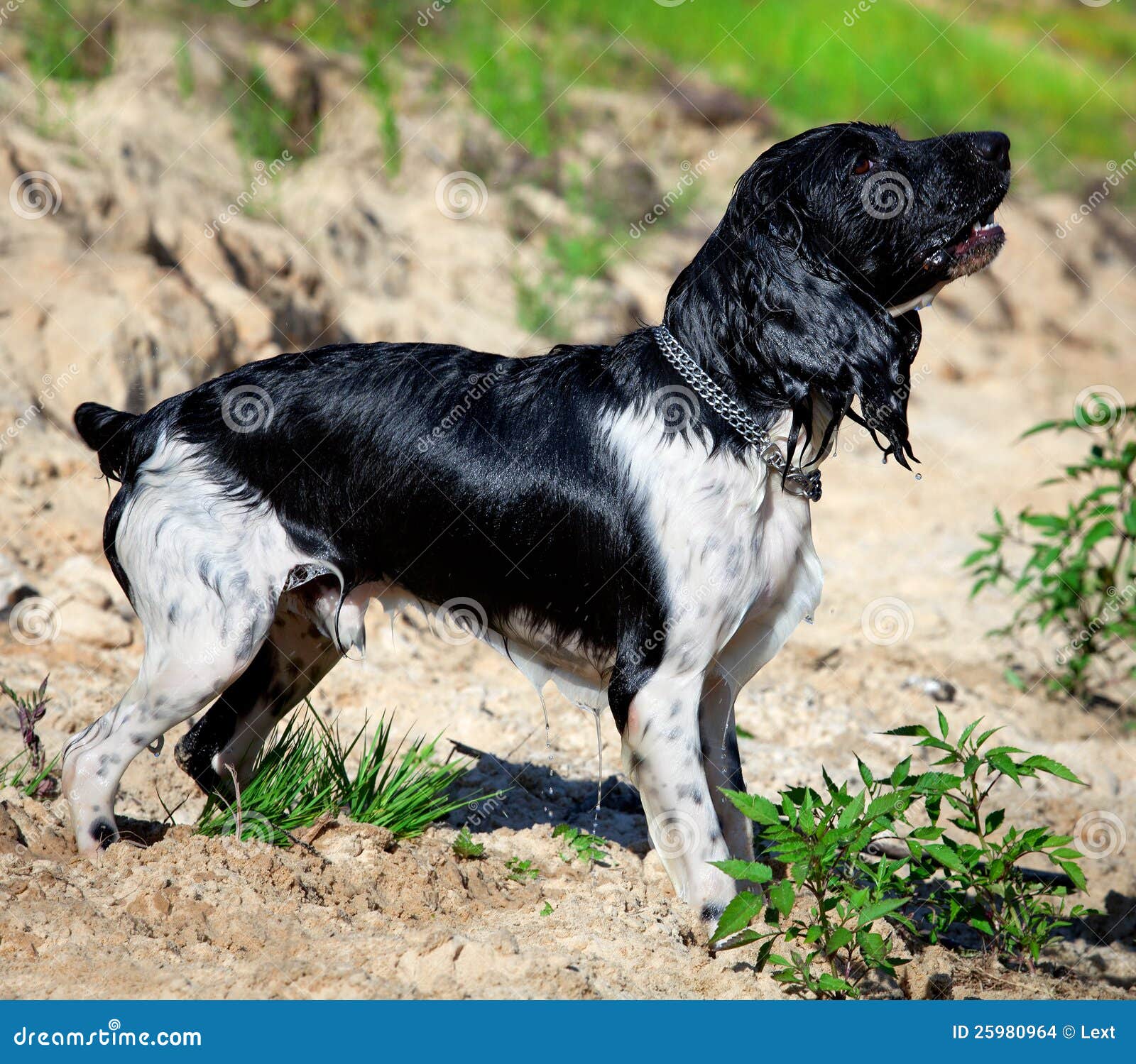 Training a Hunting Dog on the Water Stock Photo - Image of hunter ...