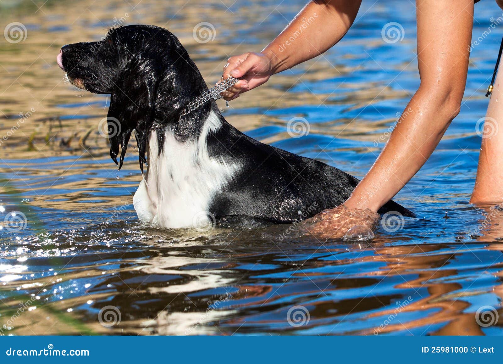 Training a Hunting Dog on the Water Stock Photo - Image of river ...