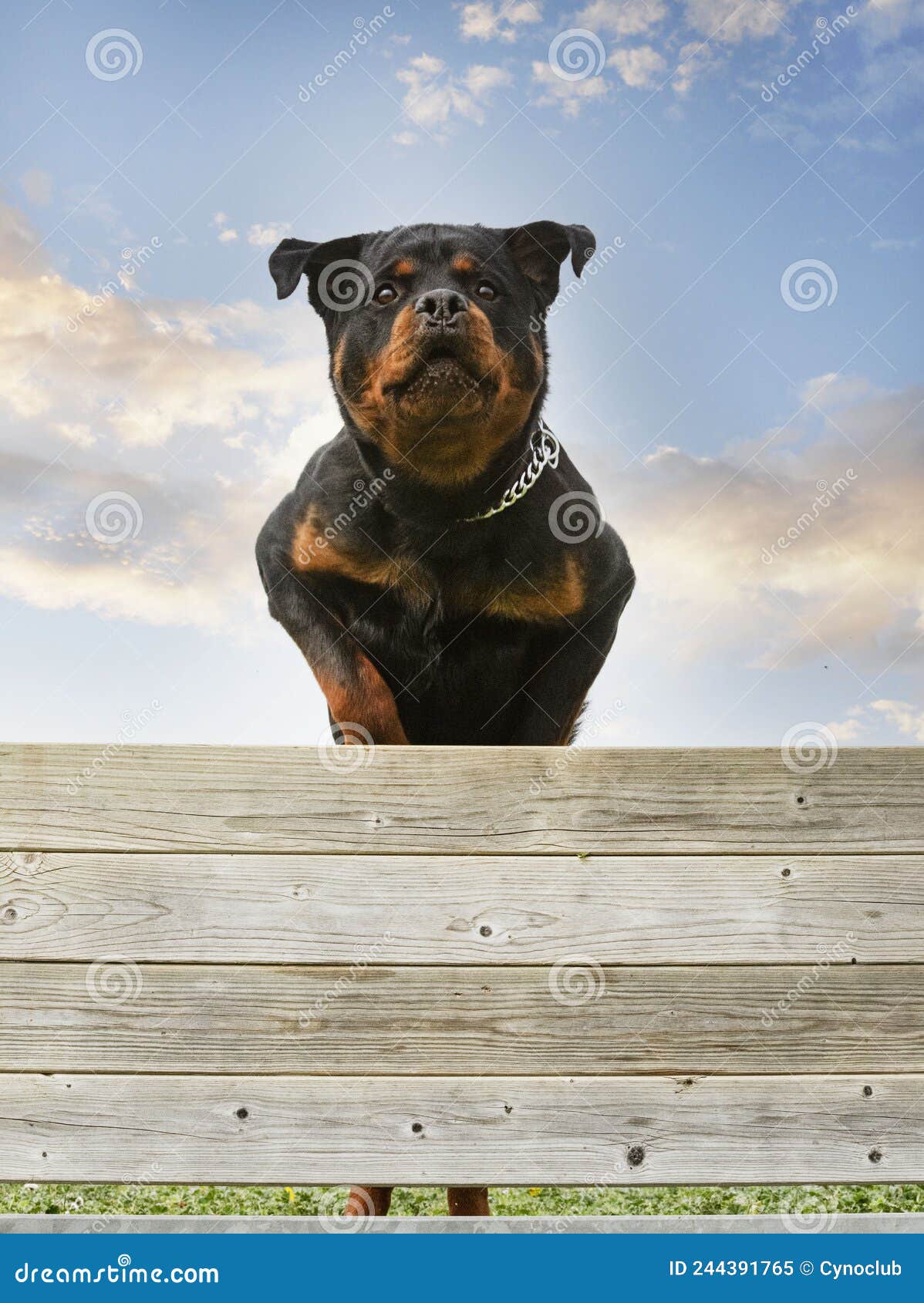 Training of jumping stock image. Image of playing, outdoor - 244391765