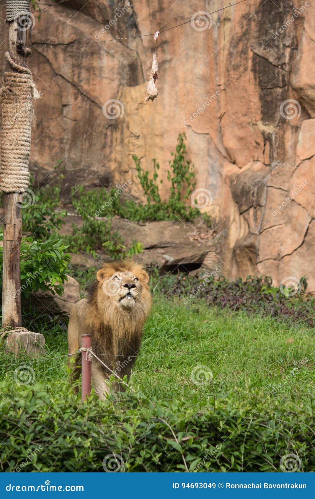 Training the Lion To Hunt in the Zoo,Thailand Stock Image - Image of ...