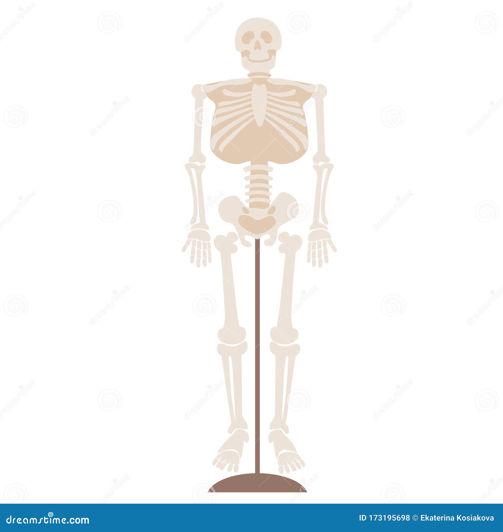 Skeleton On Stand Royalty-Free Stock Photo | CartoonDealer.com #18022827