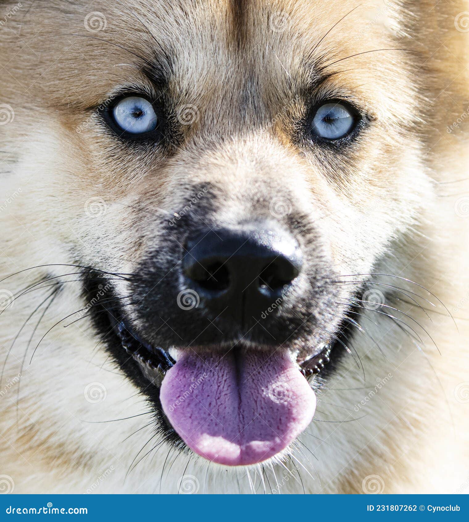 Training of Pomsky stock photo. Image of field, walking - 231807262