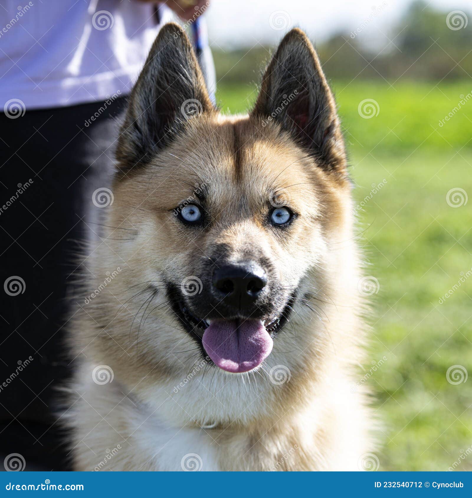 Training of Pomsky stock photo. Image of nature, field - 232540712