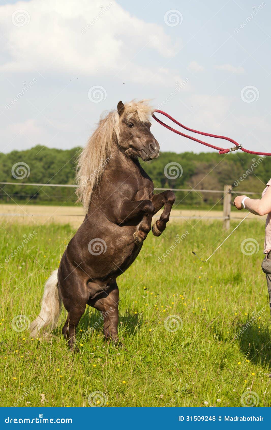 Training a pony stock photo. Image of tame, field, green - 31509248