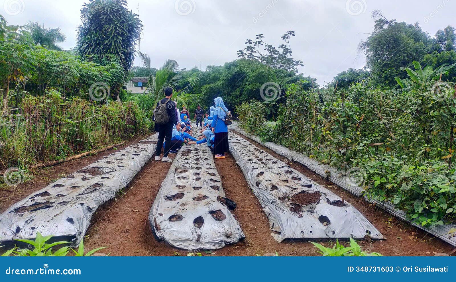Training Program for Planting Honey Melon Seeds. Editorial Stock Photo ...