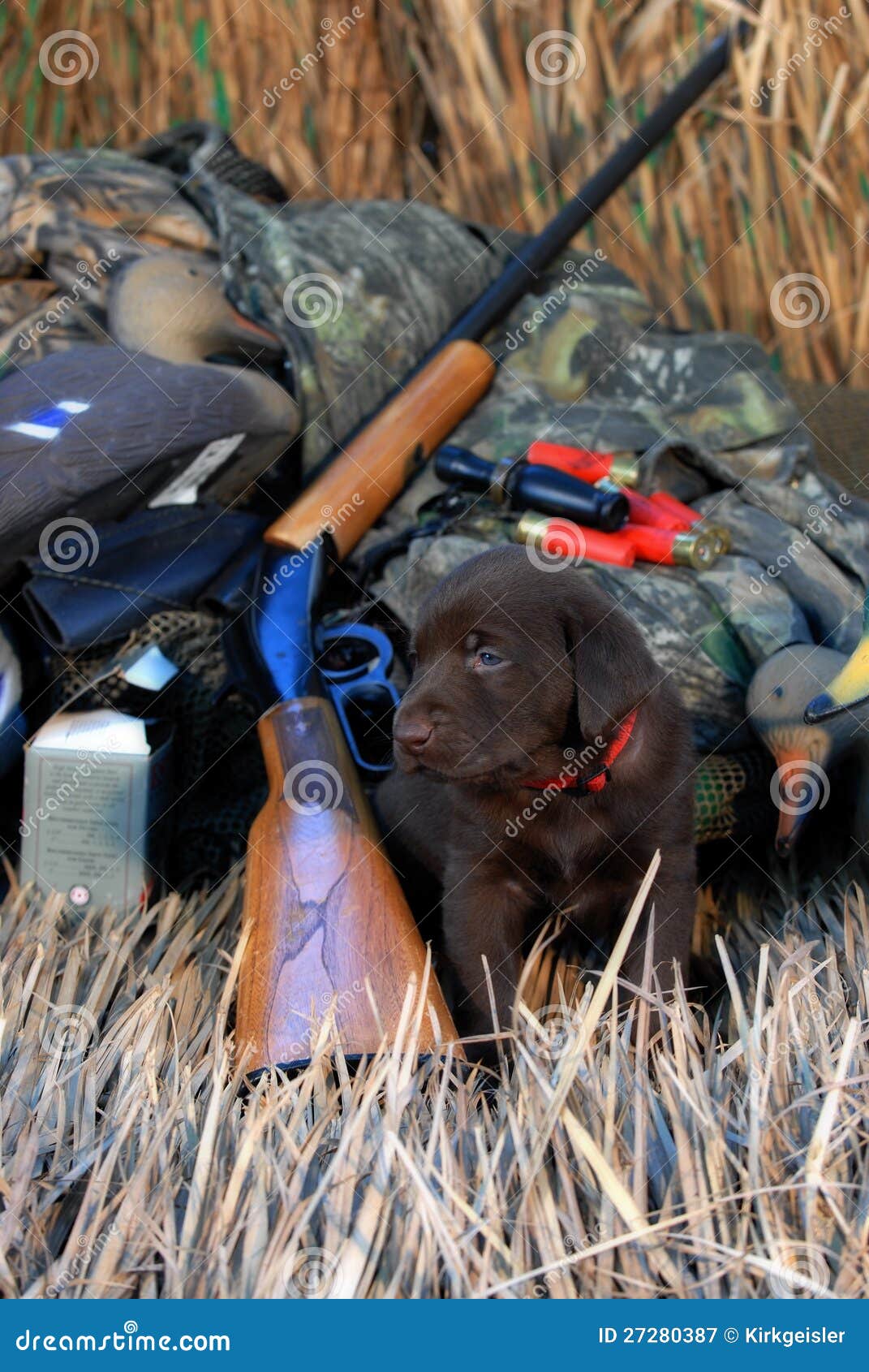 Training a Puppy Labrador Dog about Hunting Stock Image - Image of ...