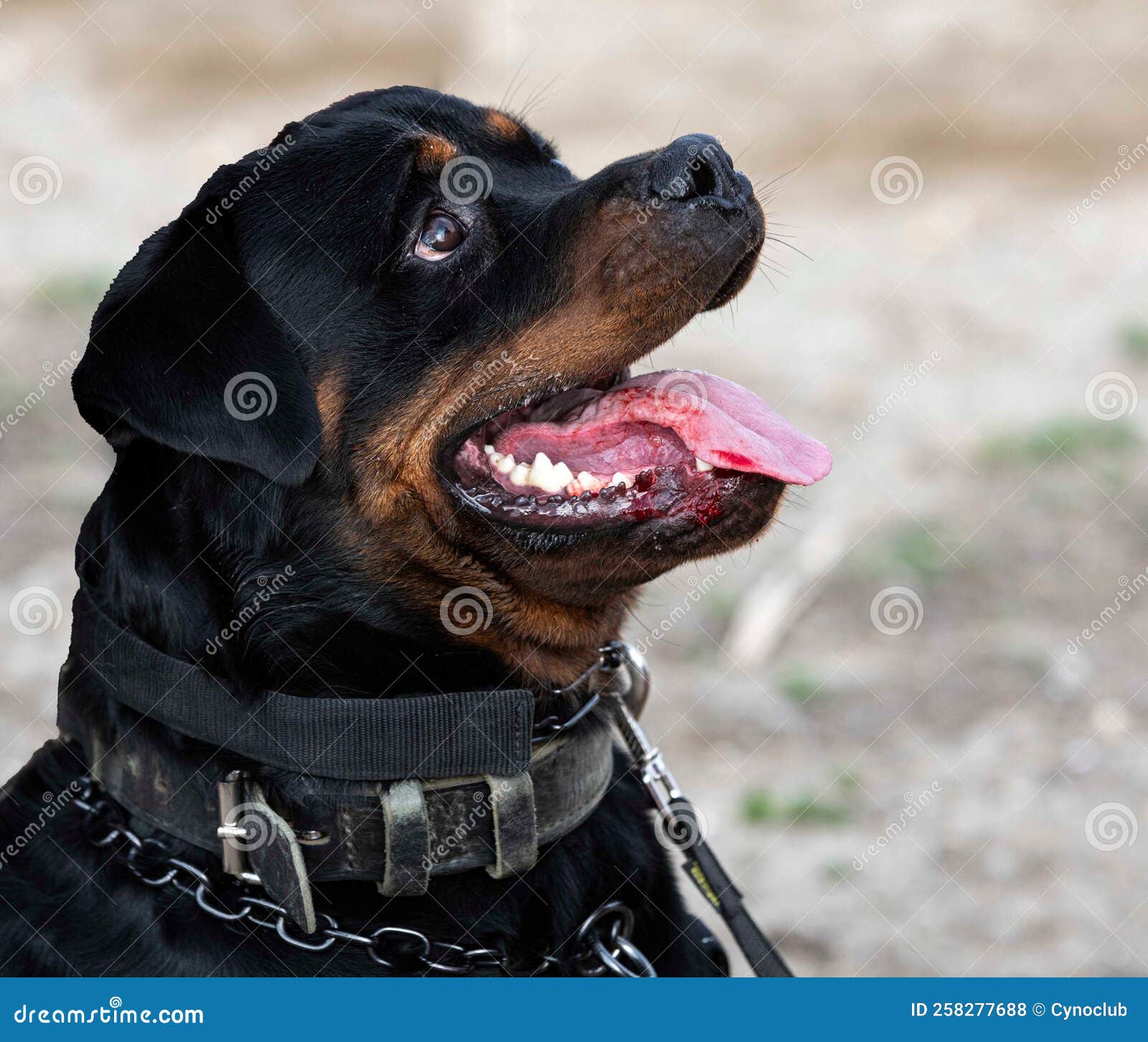 Training of rottweiler stock photo. Image of military - 258277688