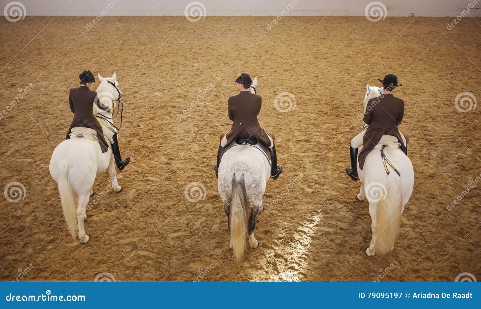 Training Von Lipizzaner-Pferden, Wien, Spanische Reitschule ...
