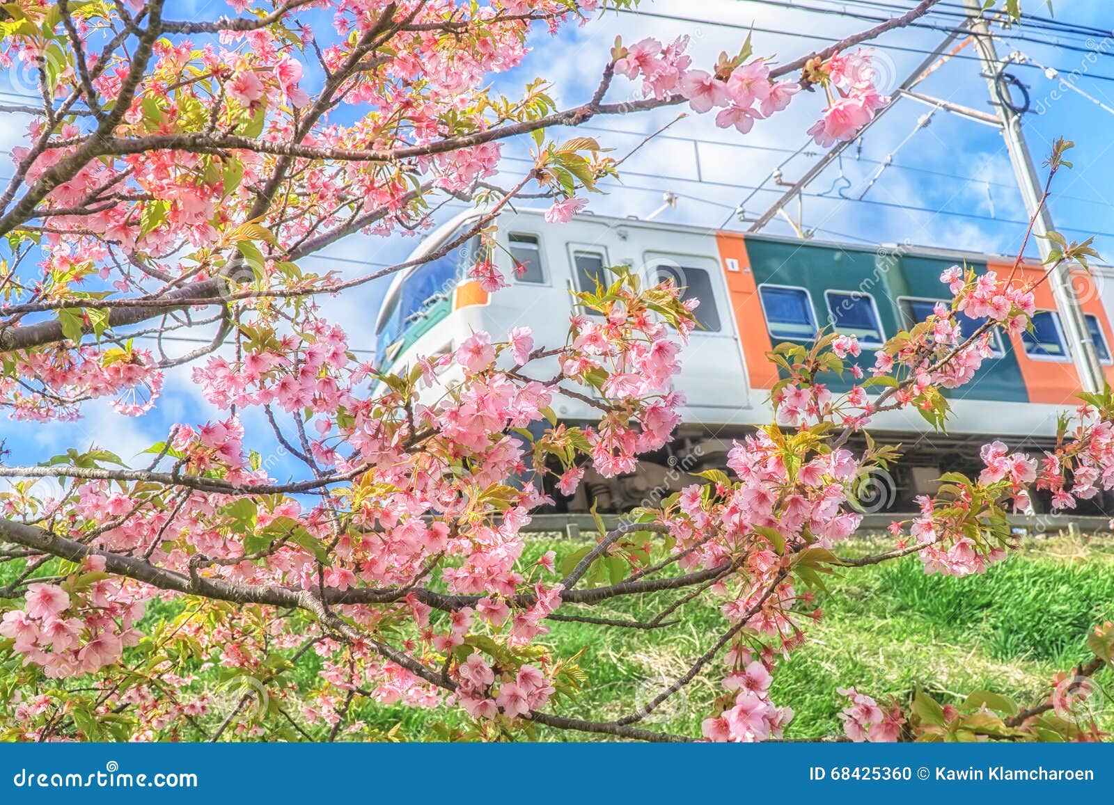 Trains Run through the Cherry Tree Stock Photo - Image of goods, flower ...