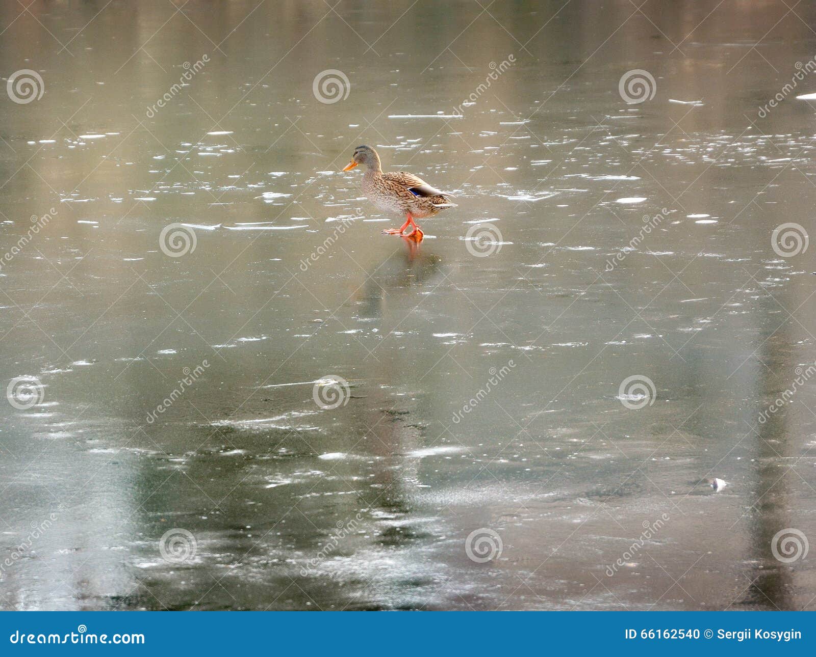 Trajectory of moving stock photo. Image of migratory - 66162540
