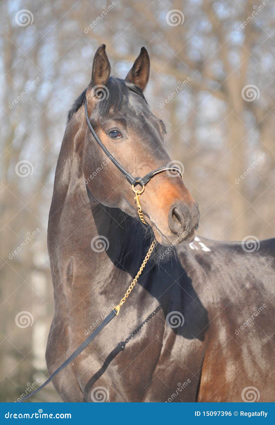 Trakehner Black Stallion, Portrait Stock Photo - Image of shine, mammal ...