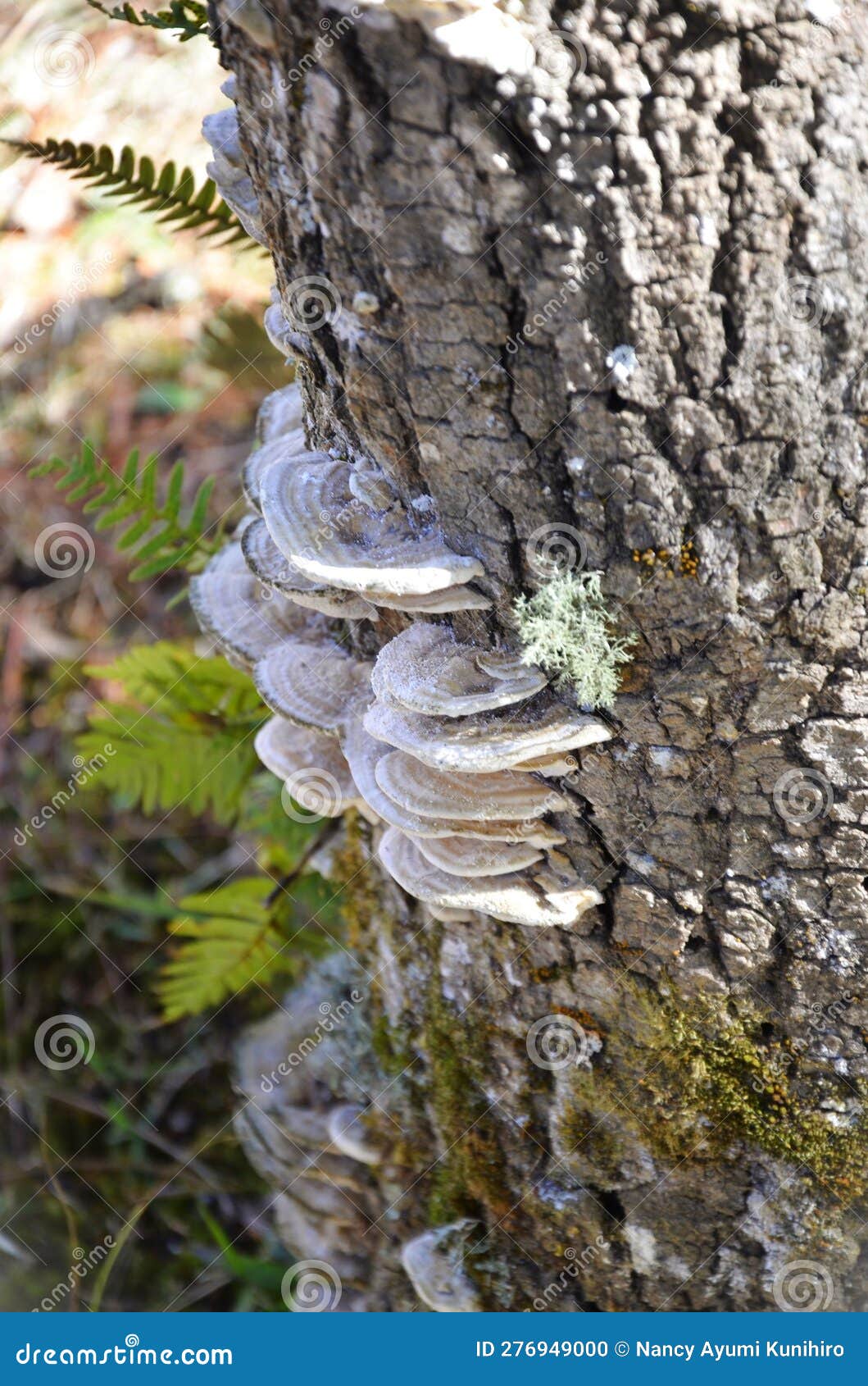 Trametes Ochracea on the Tree Trunk in the Garden Stock Photo - Image ...
