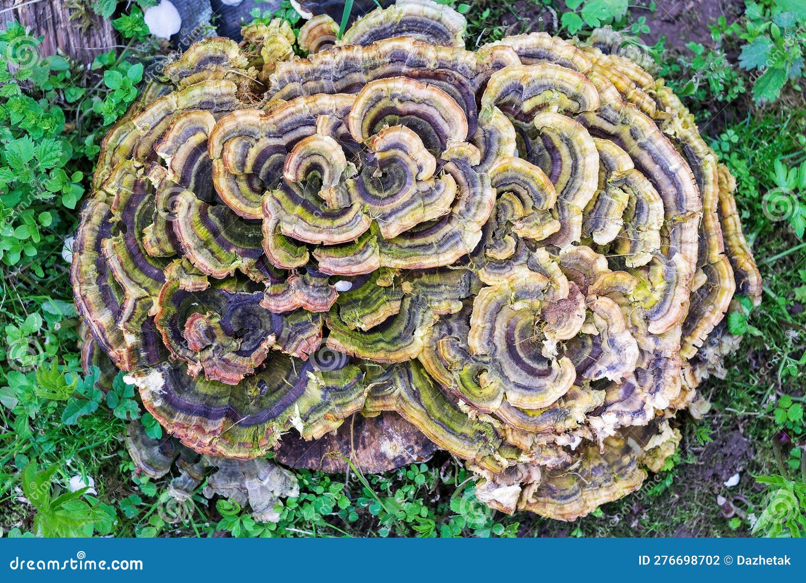 Trametes Versicolor â€“ Also Known As Coriolus Versicolor and Polyporus ...